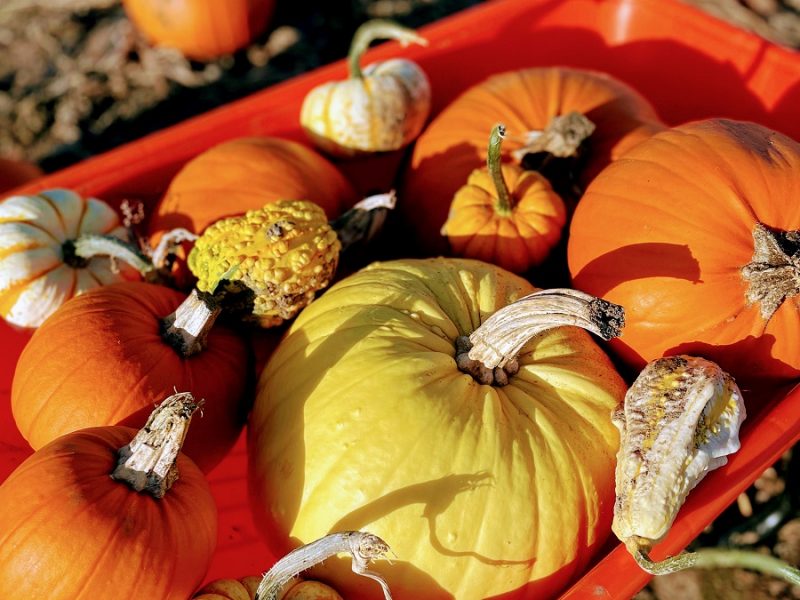 Pick Your Own Pumpkins In Nottingham - Claire Justine