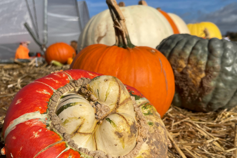 Pick Your Own Pumpkins In Nottingham - Claire Justine